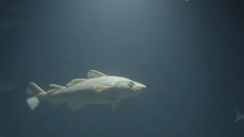 Sea Side View Stock Video Footage | Royalty Free Sea Side View Videos ...