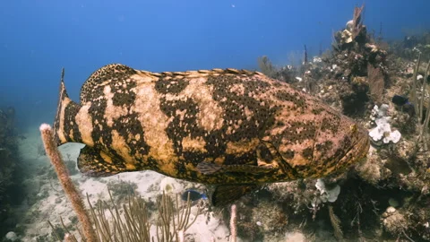 Goliath Grouper Stock Videos – Royalty-Free HD & 4K Videos | Pond5