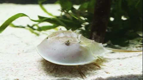 Horseshoe Crab Stock Videos – Royalty-Free HD & 4K Videos | Pond5