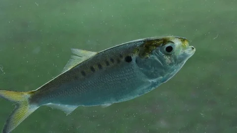 Breathing In Out Stock Videos – Royalty-Free HD & 4K Videos | Pond5