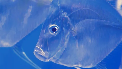 Moonfish Stock Video Footage | Royalty Free Moonfish Videos | Pond5