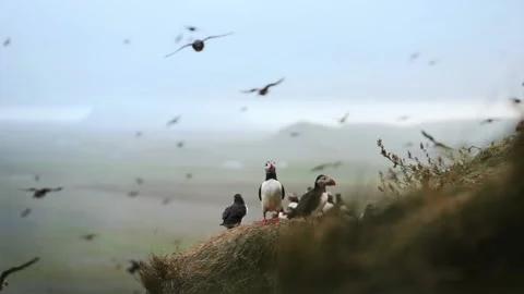 T Know Stock Videos – Royalty-Free HD & 4K Videos