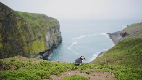Atlantic Puffin walking on the edge of t... | Stock Video | Pond5