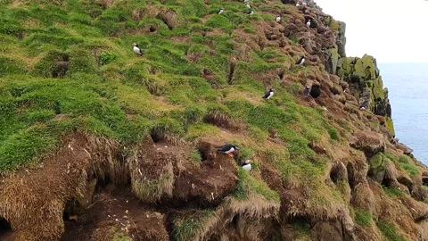 Atlantic puffins nesting on cliffs of Bo... | Stock Video | Pond5