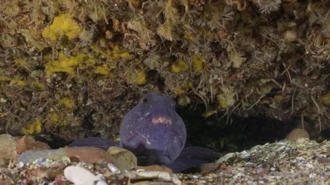 Atlantic wolf eel fish hiding in its den... | Stock Video | Pond5