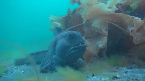 Sea Zoom Stock Videos – Royalty-Free HD & 4K Videos | Pond5