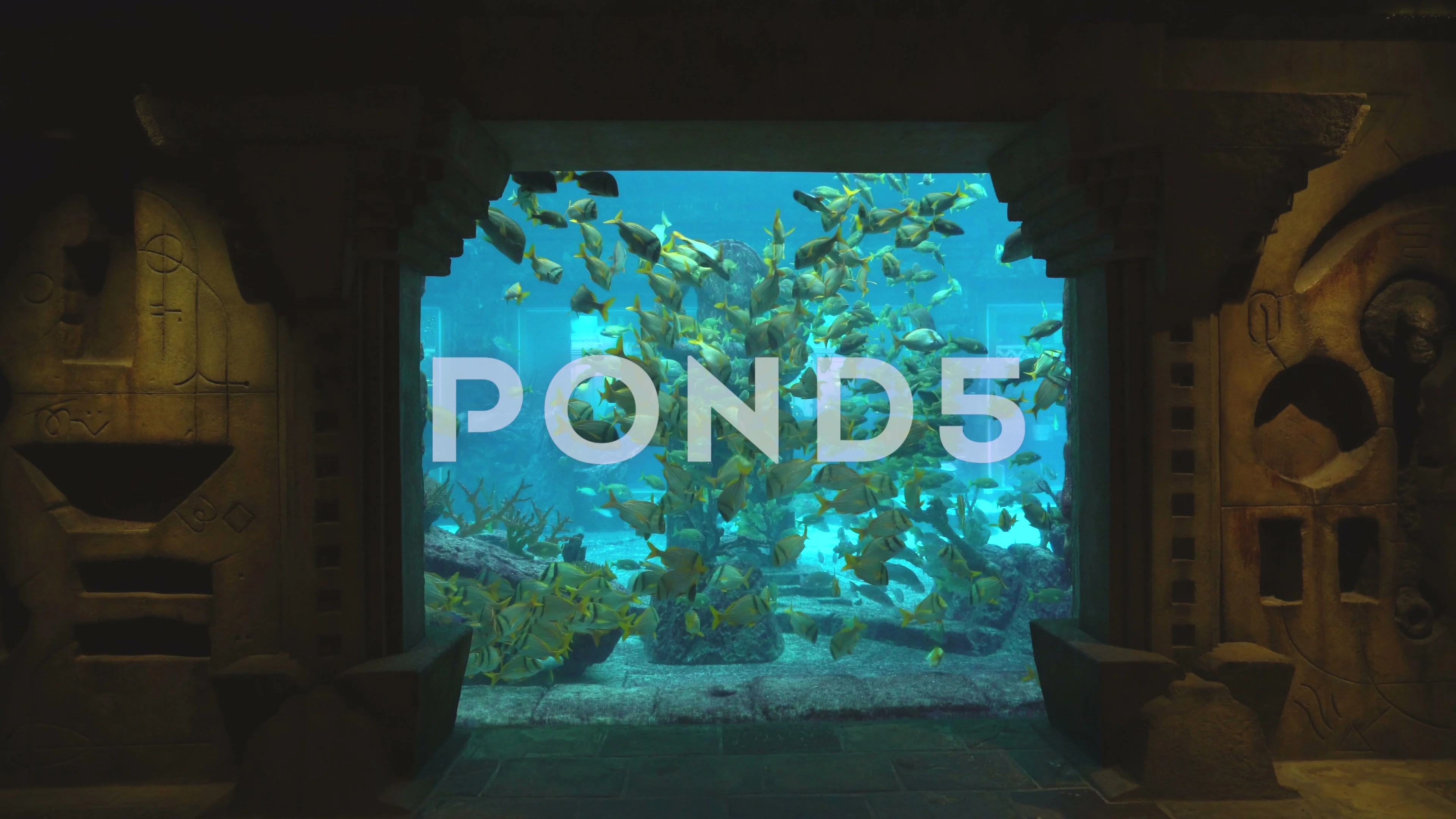 Atlantis Aquarium Nassau