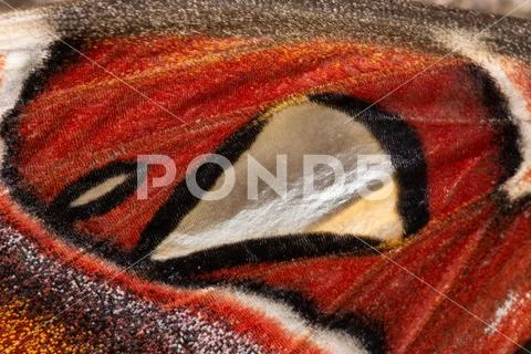 Atlas silkmoth moth wing pattern ~ Clip Art #225806199