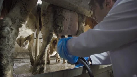 Cow Udder Milking Stock Footage ~ Royalty Free Stock Videos | Pond5