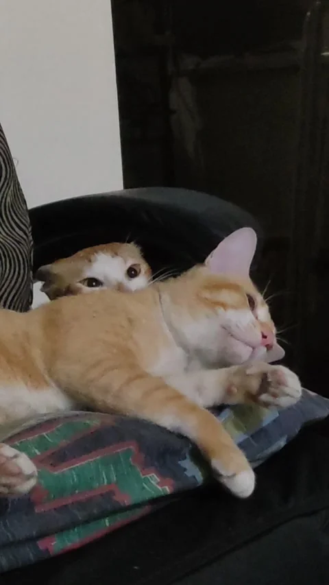 Bulacan Stock Video Footage | Royalty Free Bulacan Videos | Pond5