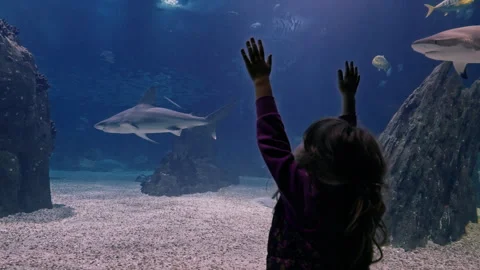 Girl Sharking Stock Videos – Royalty-Free HD & 4K Videos