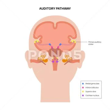 Auditory pathway diagram Stock Illustration ~ #164409436