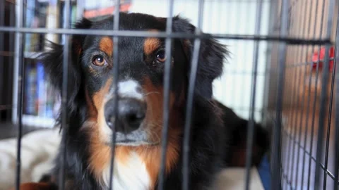 Aussie Black Tri Puppy Inside a Kennel C... | Stock Video | Pond5