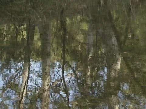 australian billabong reflection rainfore... | Stock Video | Pond5