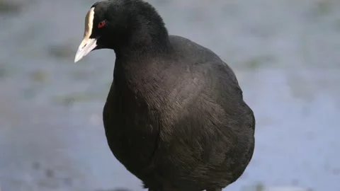 Australian coot preening its feathers - ... | Stock Video | Pond5