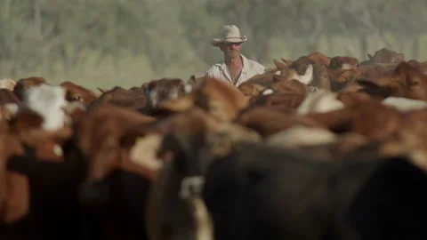 Australian Drover herding cattle in outb... | Stock Video | Pond5