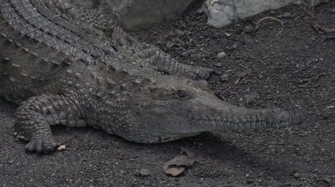 Crocodile Face Stock Video Footage | Royalty Free Crocodile Face Videos ...