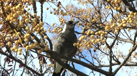 Good Morning Stock Videos – Royalty-Free HD & 4K Videos | Pond5