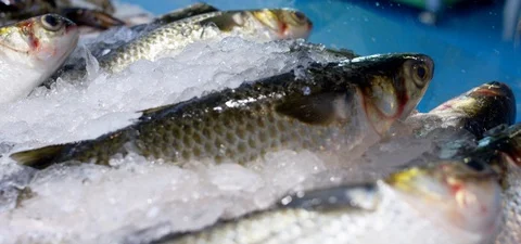 Australian Mullet on ice | Stock Video | Pond5
