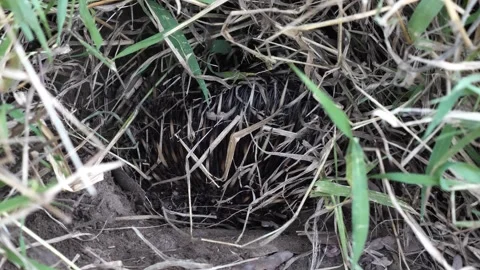 Australian native Echidna digging a burr... | Stock Video | Pond5