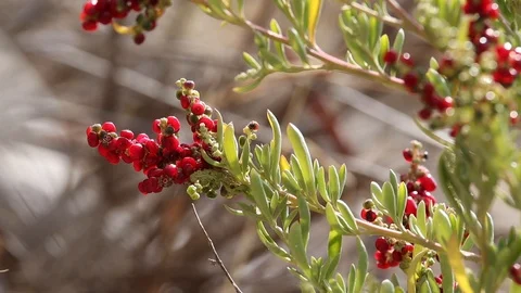 Native Australian Stock Footage ~ Royalty Free Stock Videos | Pond5
