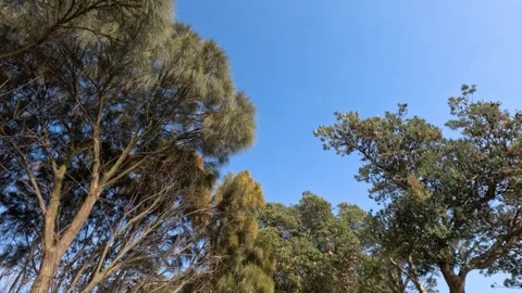Australian Native Trees Under Blue Sky | Stock Video | Pond5