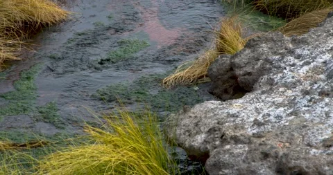 Australian Outback Artesian Spring, The ... | Stock Video | Pond5