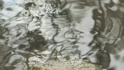 Australian Penny turtle in water. | Stock Video | Pond5