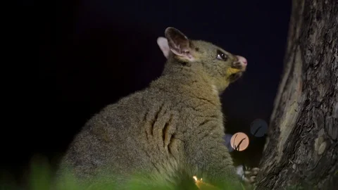 Australian Possum Stock Video Footage | Royalty Free Australian Possum ...