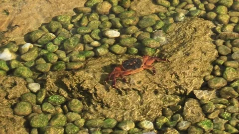Australian Sea life. The Shore crab (Car... | Stock Video | Pond5