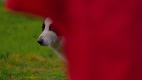 Australian Shepherd dog and chilean flag... | Stock Video | Pond5