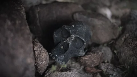 Australopithecus Stock Footage ~ Royalty Free Stock Videos | Pond5