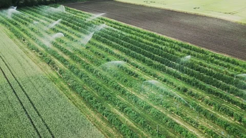 Automated irrigation system on fruit pla... | Stock Video | Pond5