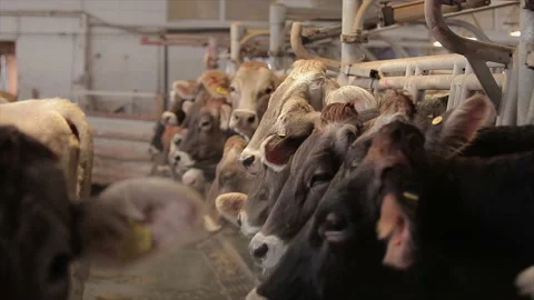 Automated milking of cows on a farm. The... | Stock Video | Pond5