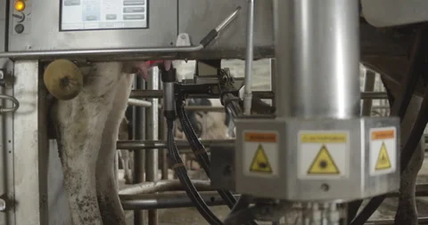 Automatic machine robot for milking cow'... | Stock Video | Pond5