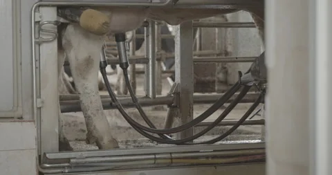 Automatic machine robot for milking cow'... | Stock Video | Pond5