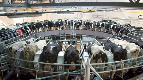 Automatic Milking Stock Videos – Royalty-Free HD & 4K Videos
