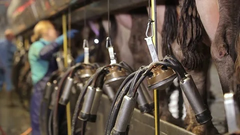 Automatic milking of cows. Automated mil... | Stock Video | Pond5