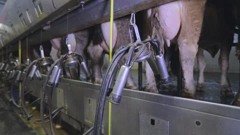 Automatic milking of cows. The process o... | Stock Video | Pond5