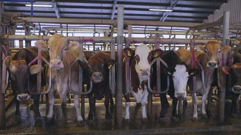 Automatic milking of cows. The process o... | Stock Video | Pond5