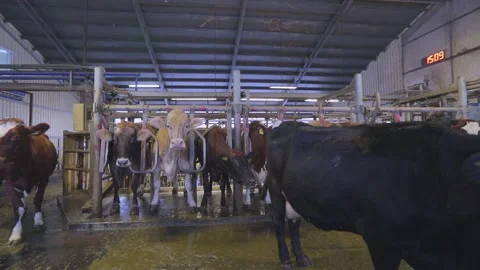 Automatic milking of cows. The process o... | Stock Video | Pond5