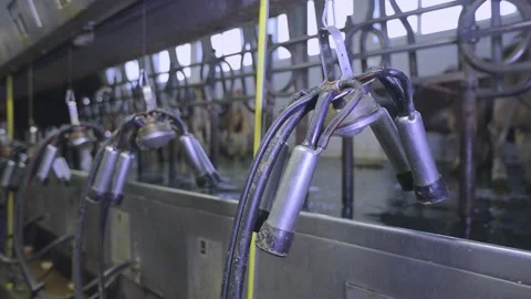 Automatic milking of cows. The process o... | Stock Video | Pond5
