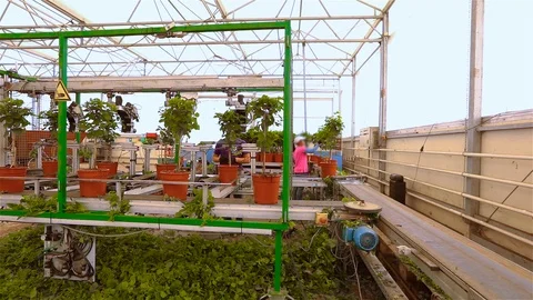 Automatic pruning of flowers, Automatic ... | Stock Video | Pond5