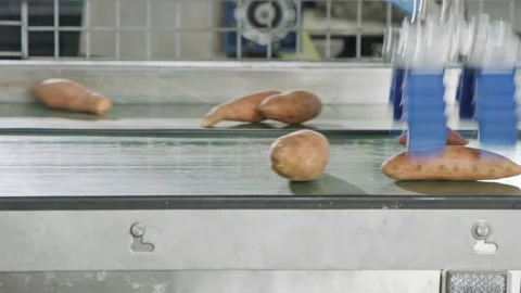 Automatic robot packing sweet potatoes f... | Stock Video | Pond5