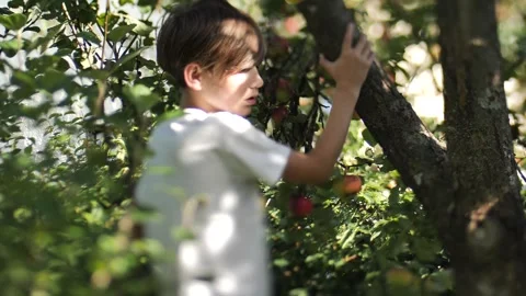 Apple Shake Stock Footage ~ Royalty Free Stock Videos | Pond5