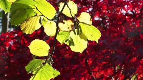 Autumn colours of a Hazel Tree infront o... | Stock Video | Pond5