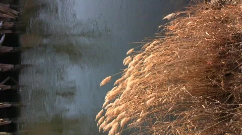 Ru_Wimd Stock Videos – Royalty-Free HD & 4K Videos | Pond5