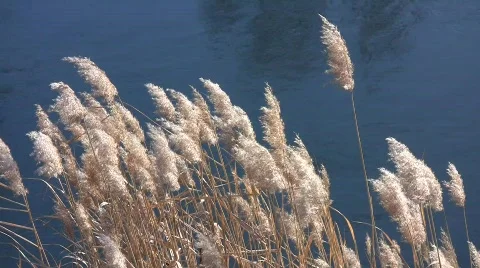 Ru_Wimd Stock Videos – Royalty-Free HD & 4K Videos | Pond5