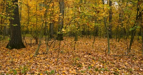 Autumn copper forest landscape with grou... | Stock Video | Pond5