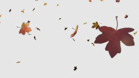 Autumn Tree Alpha Stock Footage ~ Royalty Free Stock Videos | Page 2